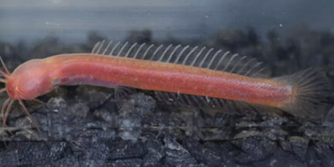 Mayan Mythology - Mexico's President Claims to Have Captured Rare Photo ...